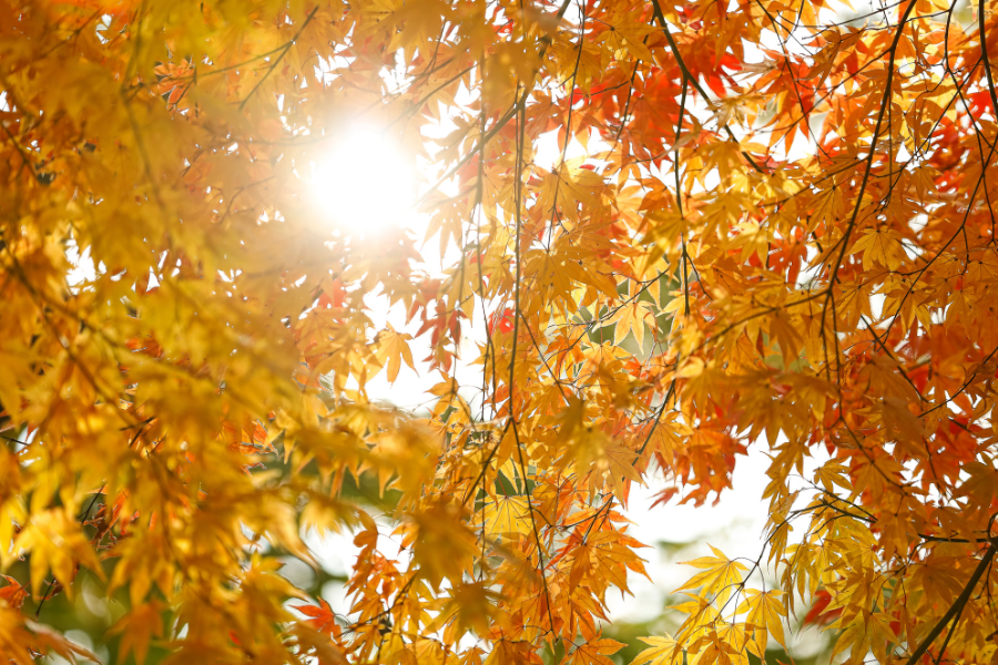 Sept. 23-27 News | Open House, Education Matters, Lunch Supervision ...